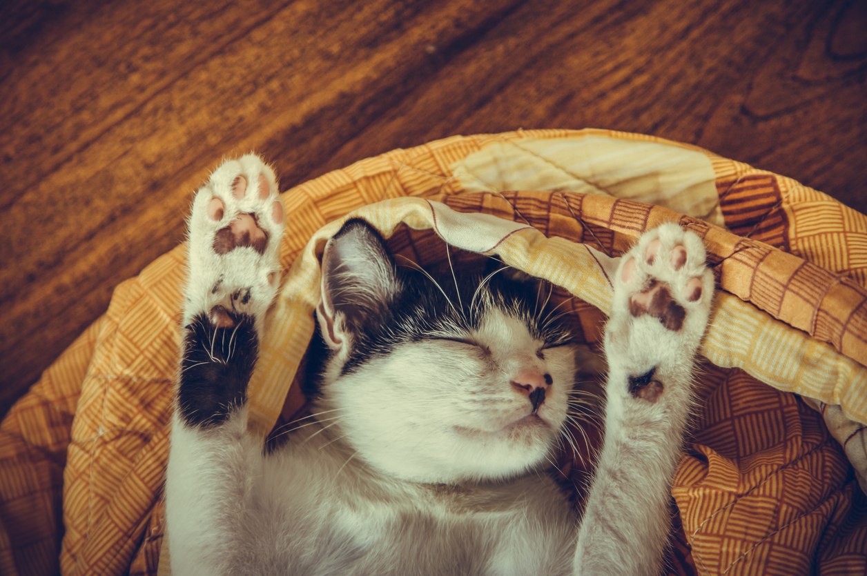 Securing Homes for Pet Safety: Best Ways to Pet-Proof a Home - ZYYAH