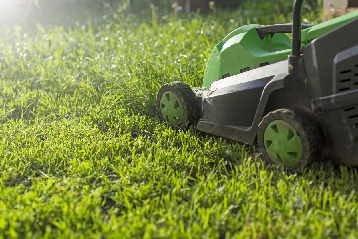 A Comprehensive Guide on Maintaining a Healthy Lawn - ZYYAH